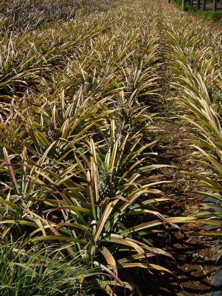 Ananas Abbildung 5 – Transport Informations Service