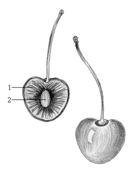 Kirschen Abbildung 2 – Transport Informations Service