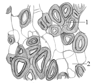 Hemp, Figure 1 – Transport Informations Service