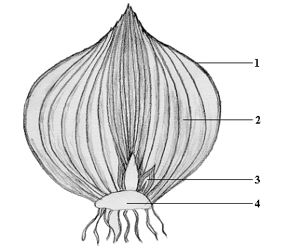 Onions, Figure 2 – Transport Informations Service