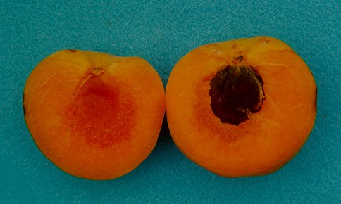 Apricot kernels, Figure 1 – Transport Informations Service