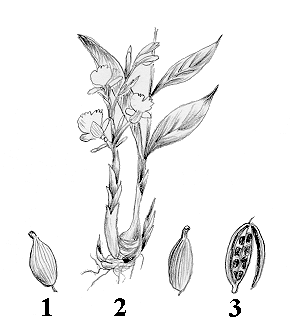Cardamom, Figure 3 – Transport Informations Service