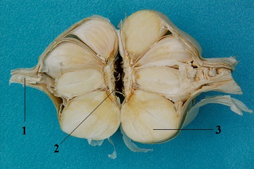 Garlic, Figure 2 – Transport Informations Service