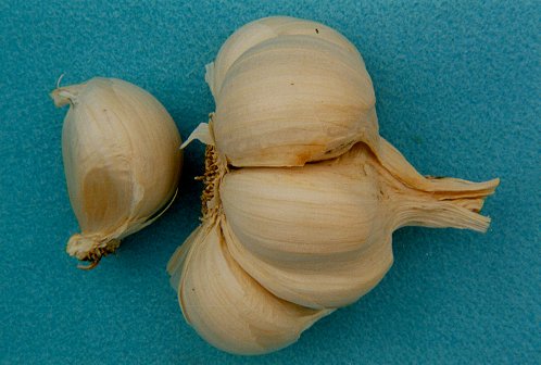 Garlic, Figure 4 – Transport Informations Service