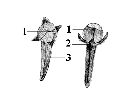 Cloves, Figure 2 – Transport Informations Service