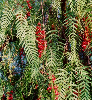 Pepper, Figure 5 – Transport Informations Service