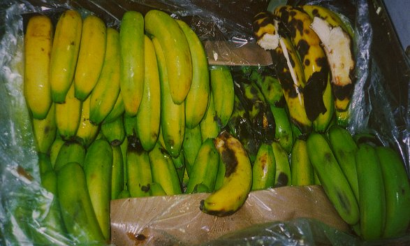 Bananas, Figure 17 – Transport Informations Service