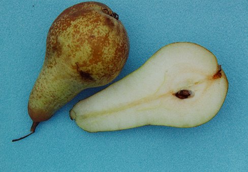 Pears, Figure 3 – Transport Informations Service