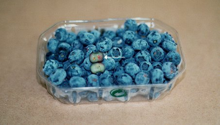 Blueberries, Figure 1 – Transport Informations Service