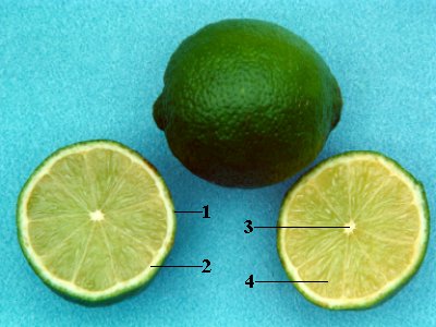 Limes, Figure 1 – Transport Informations Service