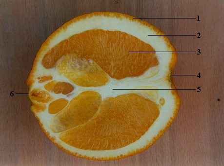 Oranges, Figure 3 – Transport Informations Service