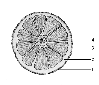 Oranges, Figure 2 – Transport Informations Service