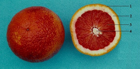 Oranges, Figure 5 – Transport Informations Service