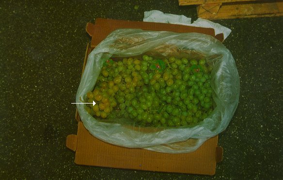 Grapes, Figure 3 – Transport Informations Service