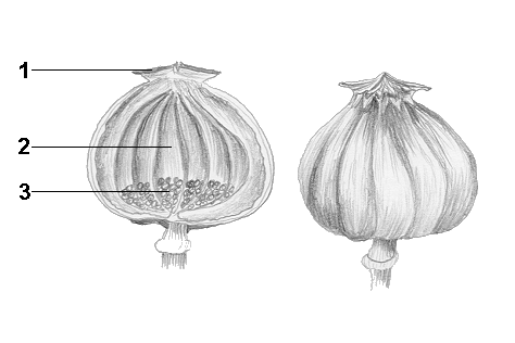 Poppy seed, Figure 2 – Transport Informations Service