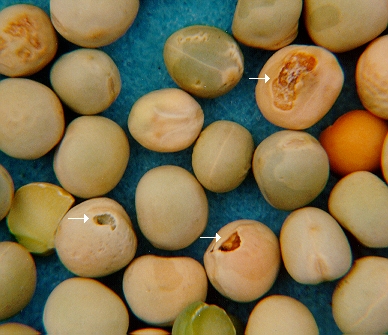 Peas, Figure 5 – Transport Informations Service